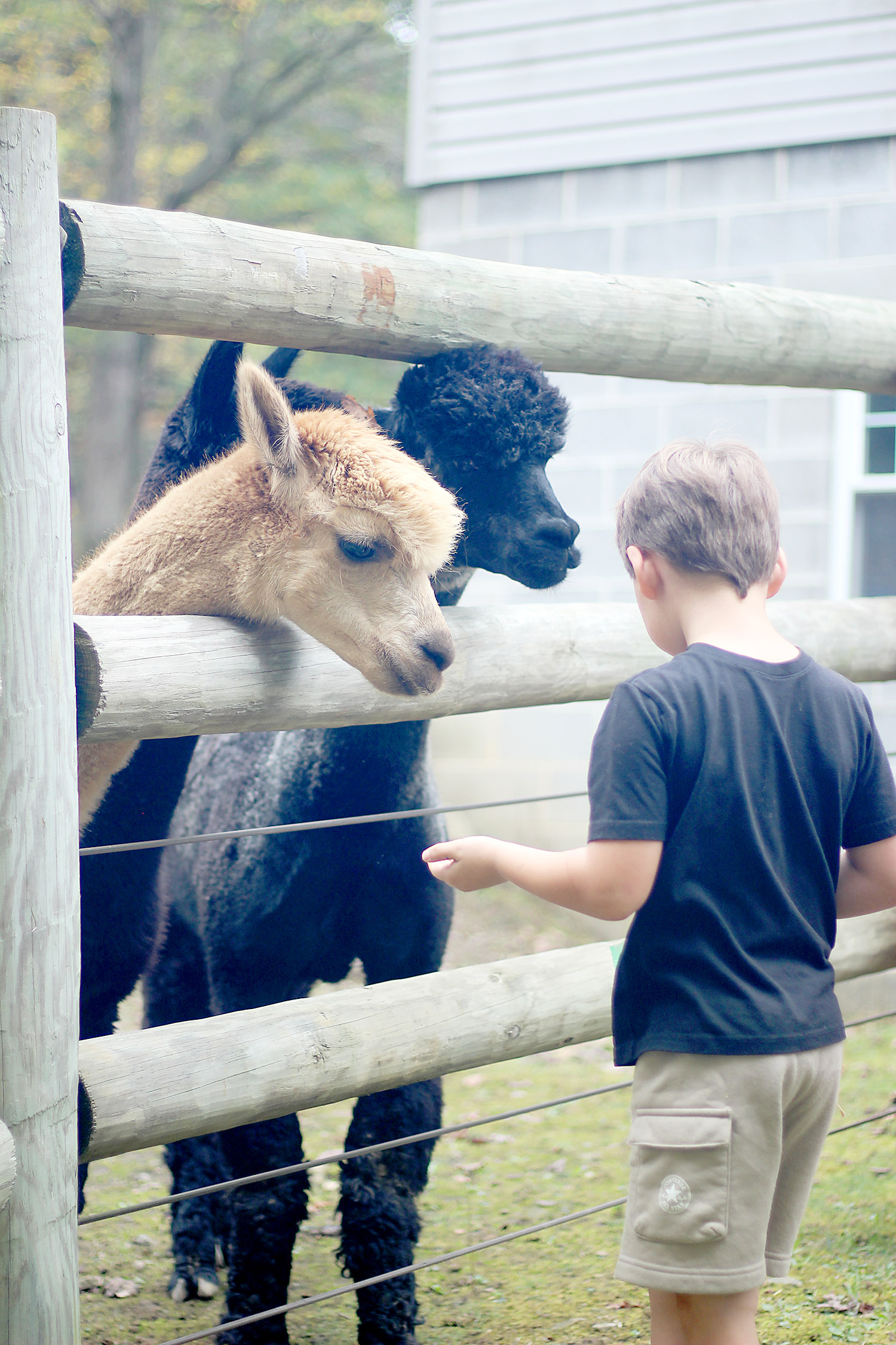 two alpacas one man alpaca farm | News, Sports, Jobs - Altoona Mirror